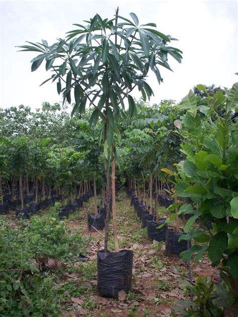 Forestry Plants In East Godavari Latest Price And Mandi Rates From
