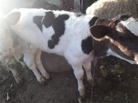 ‫پنج‌‌هزار گاو در لغمان القاح مصنوعی شده‌اند ۲۵ حوت ۱۳۹۷ ریاست زراعت