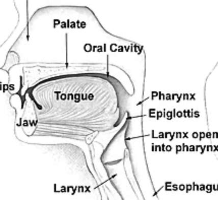 Digestive System A P Lab Diagram Quizlet