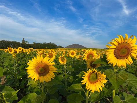 สุดฟิน ทุ่งทานตะวัน เขาใหญ่ ที่ “ไร่มณีศร” เหลืองสะพรั่งส่งท้ายปี