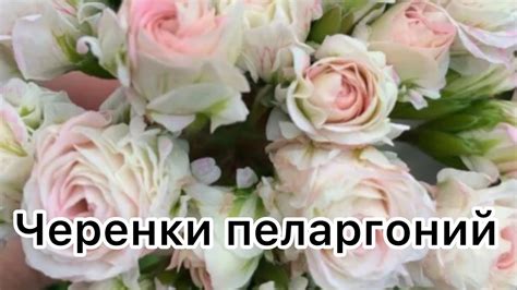 Мои черенки пеларгоний 🌺 Flowers цветоводство Youtube