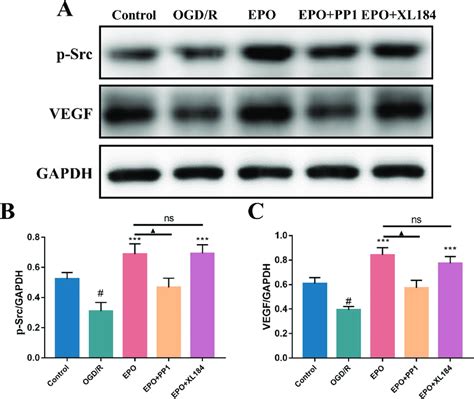 The Recombinant Epo Protein Increased The Expression Of Vegf And P Src