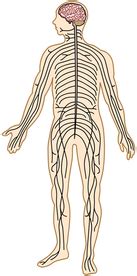 Central Nervous System CNS Diagram Quizlet