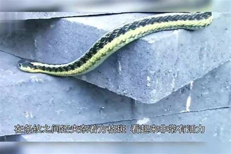 盘点世界上最漂亮的4种蛇类！治好了我的恐蛇症