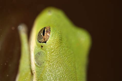 A Real Life Hypnotoad Pic Wallpaper Rwoahdude