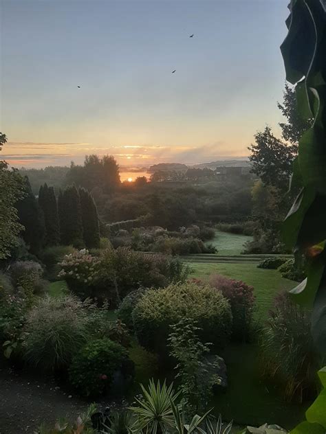 Tulpmedis Dievogalos Tulpmedis Dievogalos Medelynas