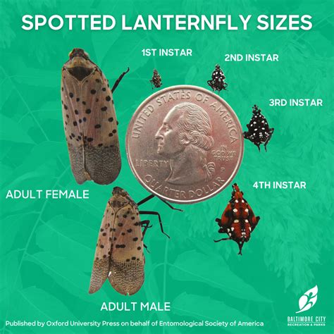 Spotted Lanternfly Faqs Department Of Recreation And Parks