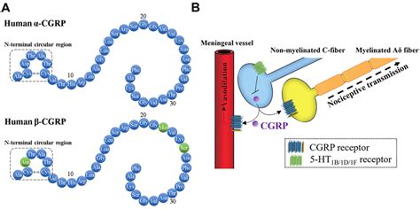 The Roles Of Cgrp In Trigeminovascular System A Mature Peptide Of
