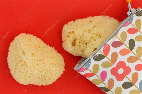 Menstrual Sponge Also Used As A Contraceptive Stock Image C0424789