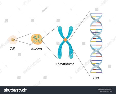 세포 염색체 Dna의 구조 분자 생물학 스톡 벡터로열티 프리 2206865593 Shutterstock