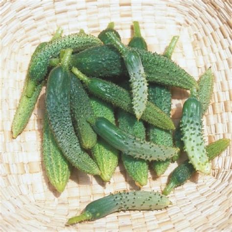 Купить семена Огурец Cucumber Parisian Pickling Cucumber в Москве доставка семян по России и