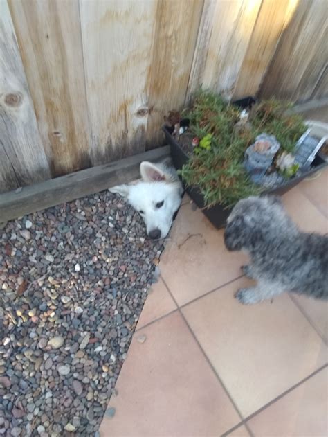My Pup Koda Saying Hi To The Next Door Neighbors Meme Guy