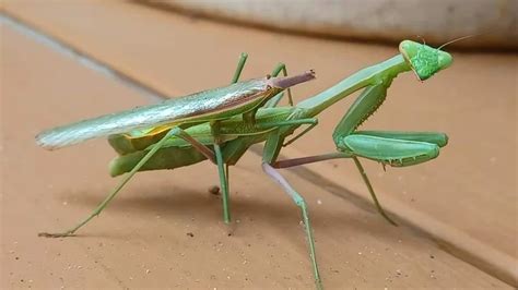 The Male Mantis A Deadly Romance Read To Lead