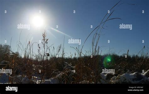 Winter Dry Silhouette Grass In The Snow Field Landscape Snow Nature
