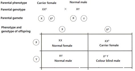 Normal Male Genotype