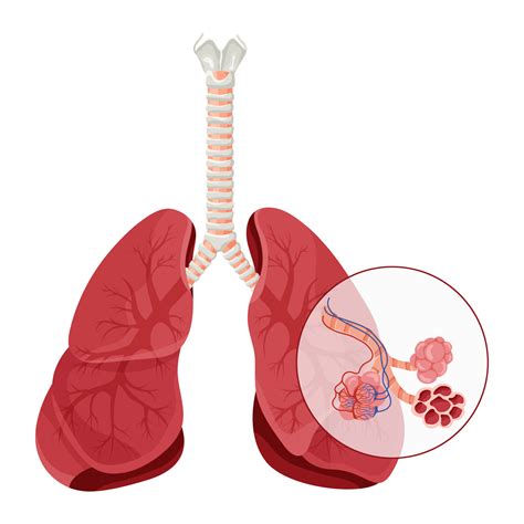 Anatomía Pulmonar Con Estructura Alvéolo Detallada 15653511 Vector En