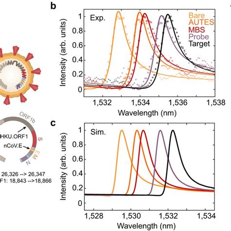 Dna Monolayer Functionalization And Resonant Wavelength Shift