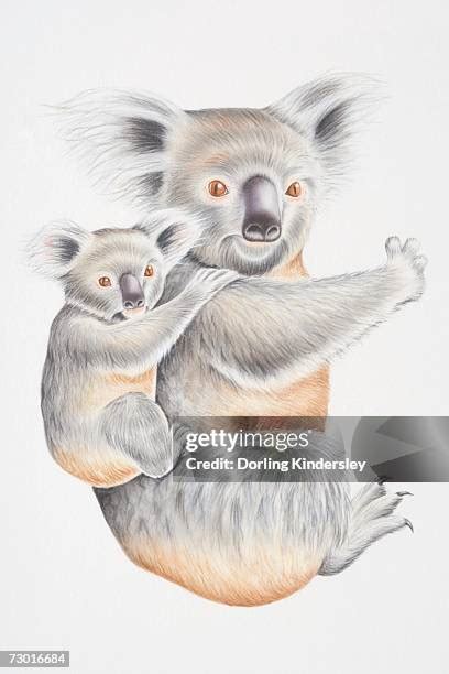 60 Koala Bear White Background High Res Illustrations Getty Images