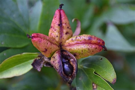 Southern Peony 2016 First Intersectional Peony Seeds