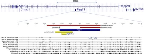 Retracted The Imprinted Lncrna Peg13 Regulates Sexual Preference And