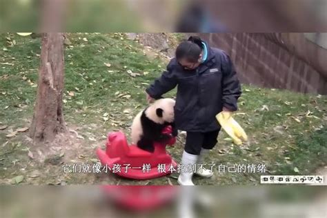 熊猫宝宝自傲骑上摇摇马就在得意之时悲催的事发生了 熊猫宝宝
