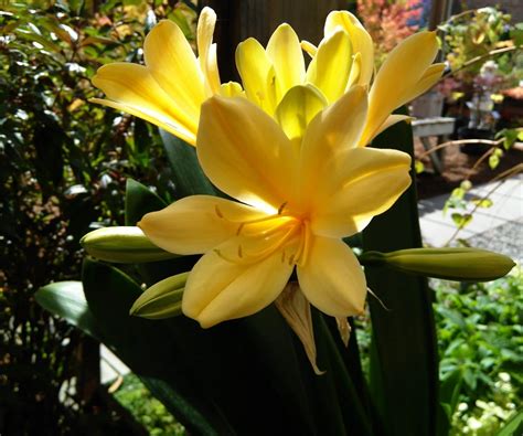 Principales Cuidados De La Clivia