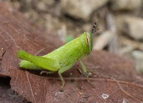 R7 C4445 Grasshopper Nymph  Canon Rf Shooters Forums