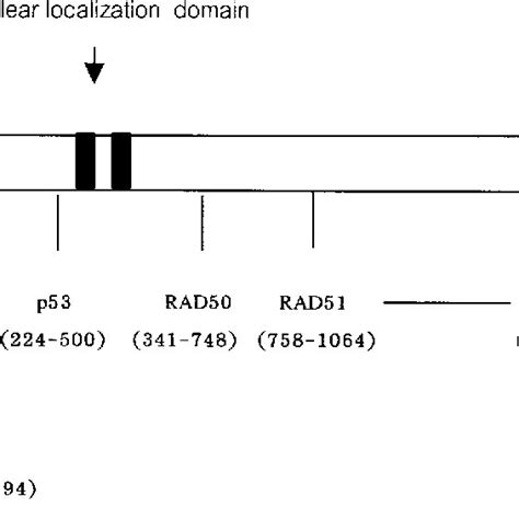 Functional Domains Of Brca1 And Interacting Sites With Various