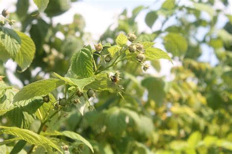 Raspberry Shrub Plant Free Photo On Pixabay Pixabay