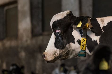 Gallery - Farm Transparency Project | Australian animal protection charity