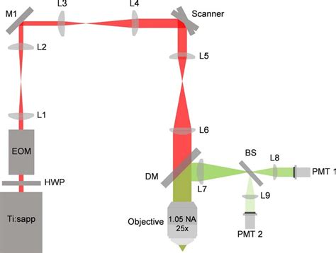 Simultaneous Low Snr And High Snr Two Photon Imaging System Microscope Download Scientific