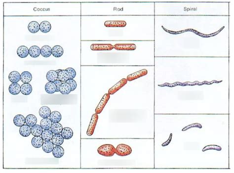 Microscopic Morphology Diagram Quizlet