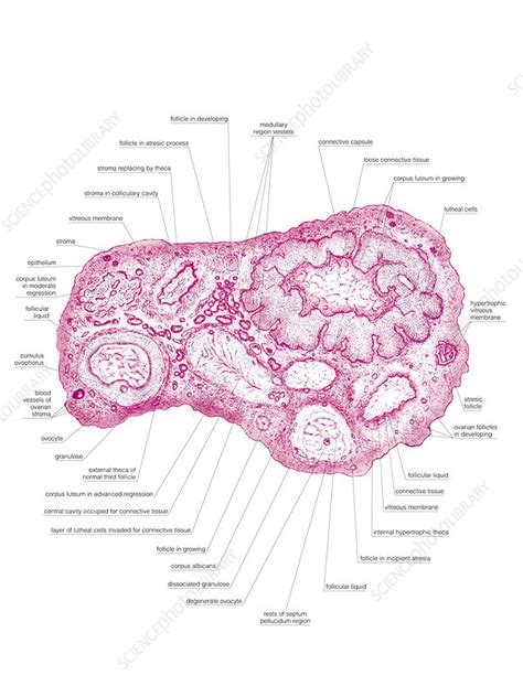 Female Genital System Illustration Stock Image C0256639 Science