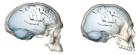 Rosa Rubicondior Evolutionary Transition To Modern Humans