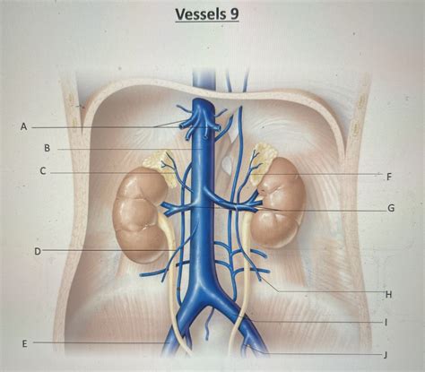 Abdominal Veins Diagram Quizlet