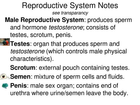 Reproductive System Notes See Transparancy Ppt Download
