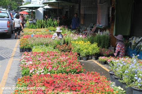 ตลาดต้นไม้จตุจักร แหล่งซื้อต้นไม้นานาชนิด Emagtravel