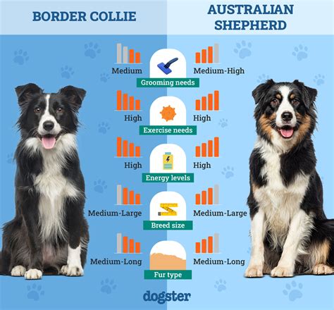 Border Collie Vs Australian Shepherd The Differences With Pictures