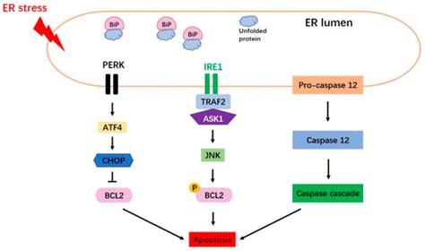 Ijms Special Issue Endoplasmic Reticulum Stress And Unfolded