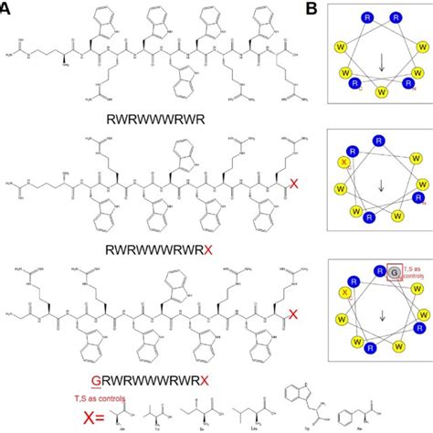 Design Of The Engineered Peptides A Sequence And Schematic Structure