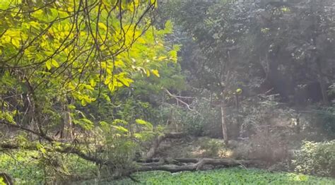 Sanjay Van Delhi Biggest Best Tourist Accessible Park