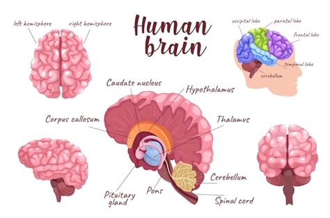 Premium Vector Human Brain D Realistic Set Vector Illustration