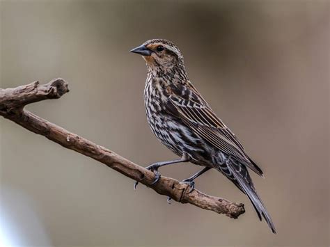 Female Red Winged Blackbirds Identification Guide Male Bird Fact
