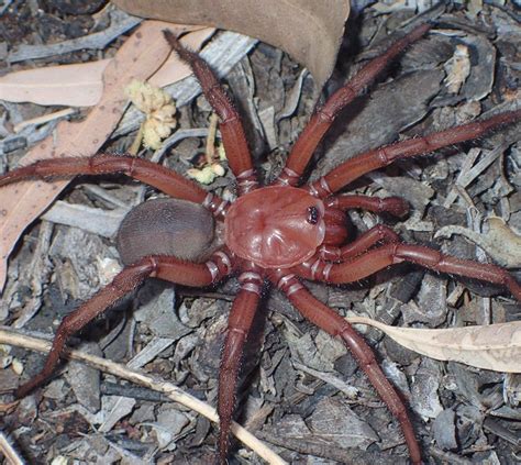 New Species Of Scary Spider Found In Australia Toronto Sun