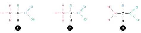 Amino Acids And Zwitterions Chemistry Explanation And Exercises Evulpo