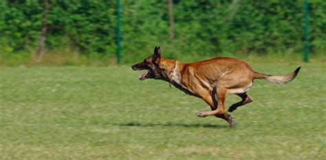 Fait Rarissime Un Enfant De Trois Ans A été Mordu 56 Fois Par Un Chien