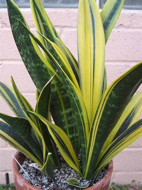 Sansevieria plant, Plants, Foliage plants