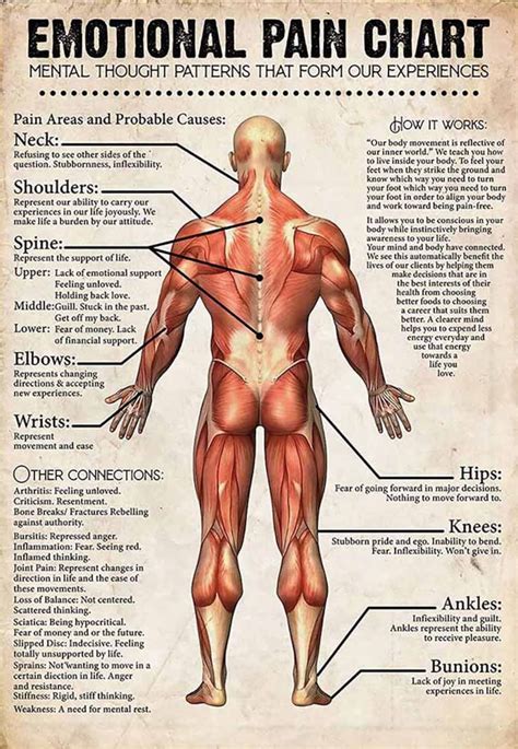 Back Pain Nerve Chart