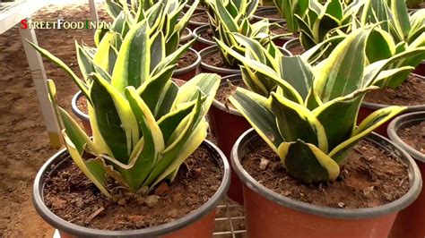 Plant Nurseries Gardens Kadiyapulanka East Godavari Andhra Pradesh