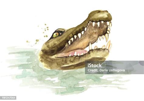 야생의 머리는 입을 벌리고 물 악어 또는 악어에서 올라온다 흰색 배경에 격리 된 수채화 손으로 그린 그림 0명에 대한 스톡 벡터